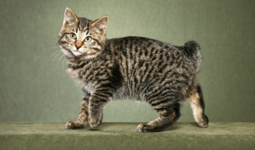Cat breeds originating in Russia - Native Breed.org