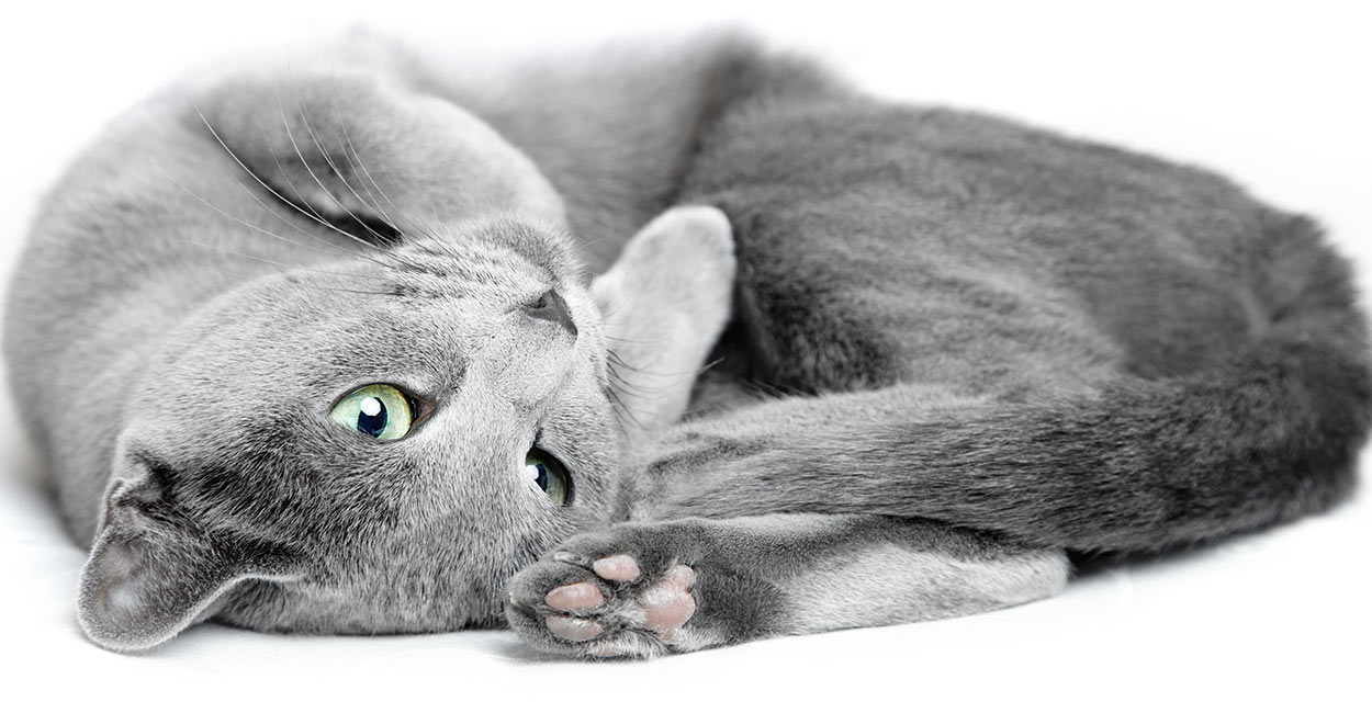 Cat breeds originating in Russia - Native Breed.org