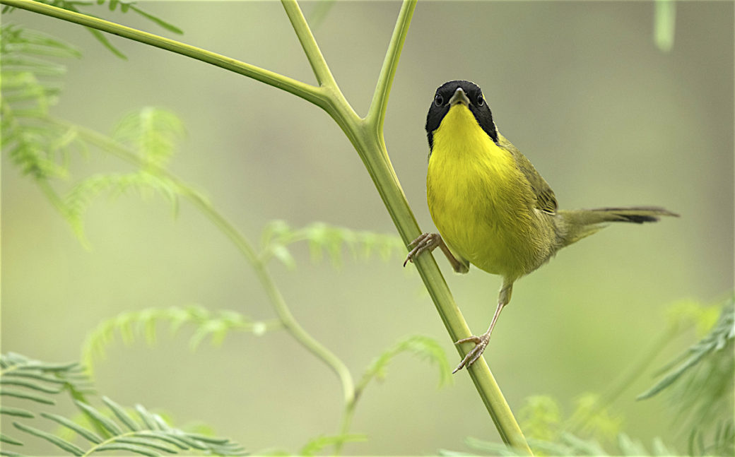 Native Species of Bahamas - Native Breed.org