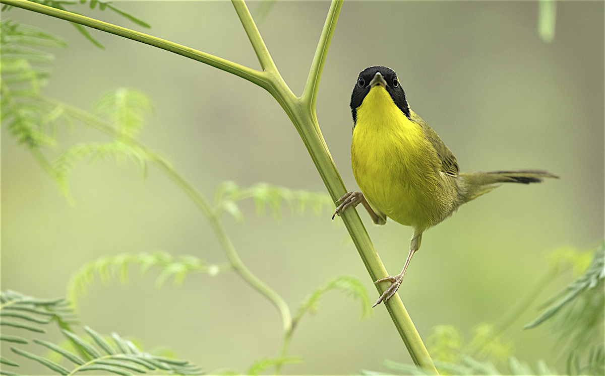 Native Species of Bahamas - Native Breed.org