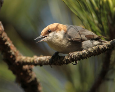 Native Species of Bahamas - Native Breed.org