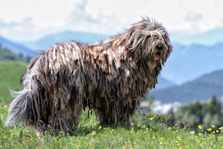 Bergamasco Sheepdog - Native Breed.org