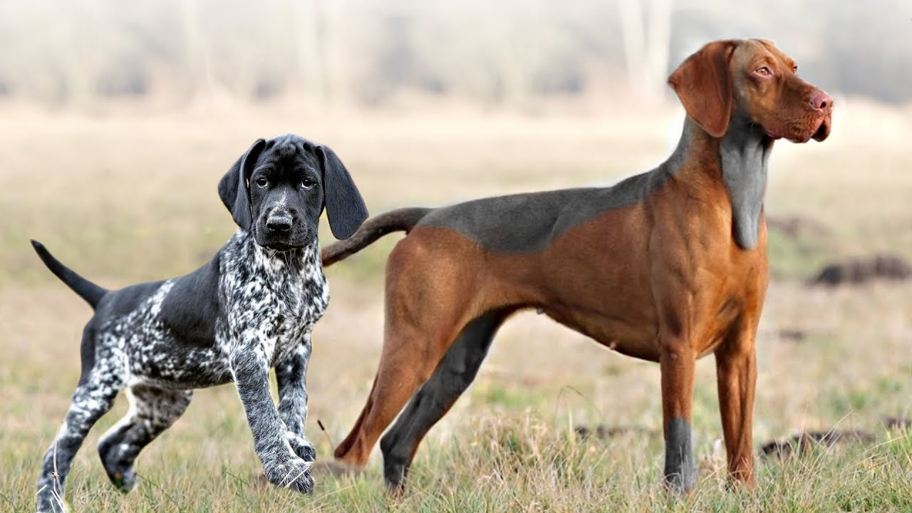 Pointer English Pointer Dog Breed Native Breed