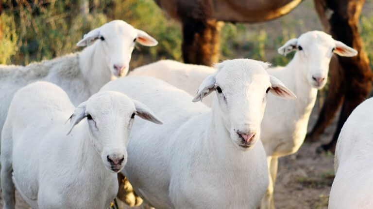 Royal White Sheep - Native Breed.org
